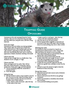 Opossums - Safeguard Traps