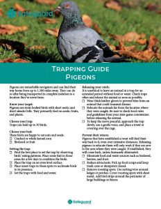 Pigeons - Safeguard Traps